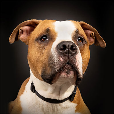 De Simoni Cani – Lina De Simoni, zertifizierte Hundetrainerin